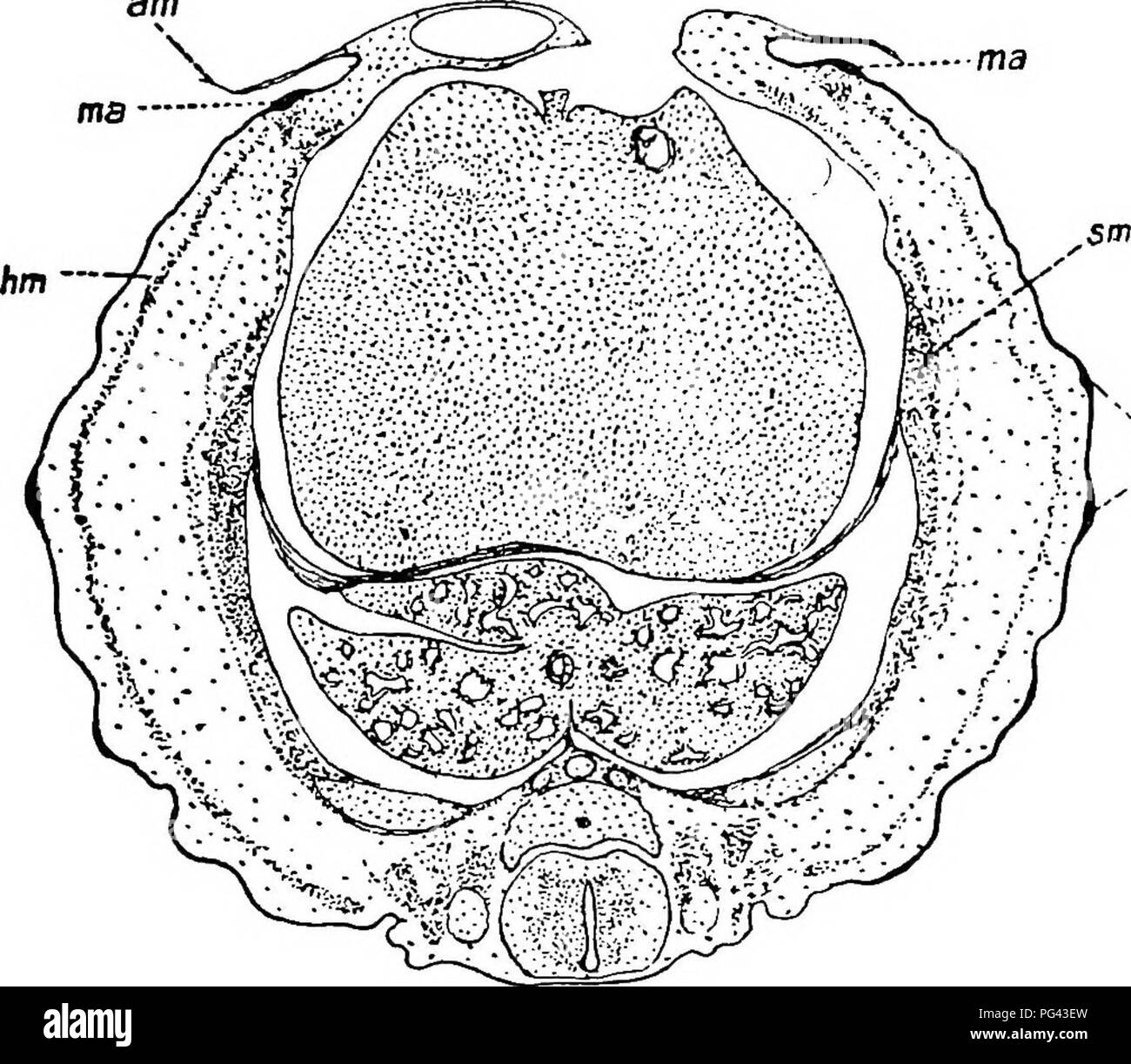 . The mammary apparatus of the mammalia : in the light of ontogenesis ...