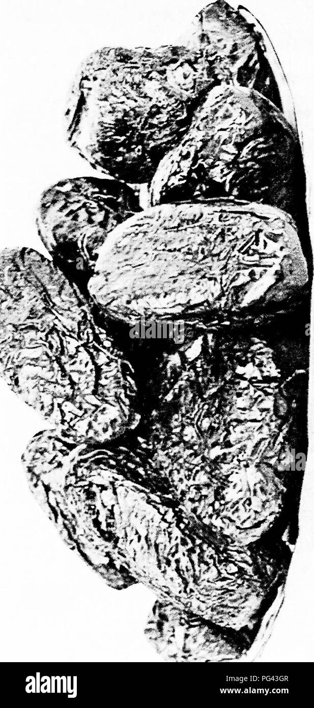 This work examines the cultivation of date palms, comparing practices ...