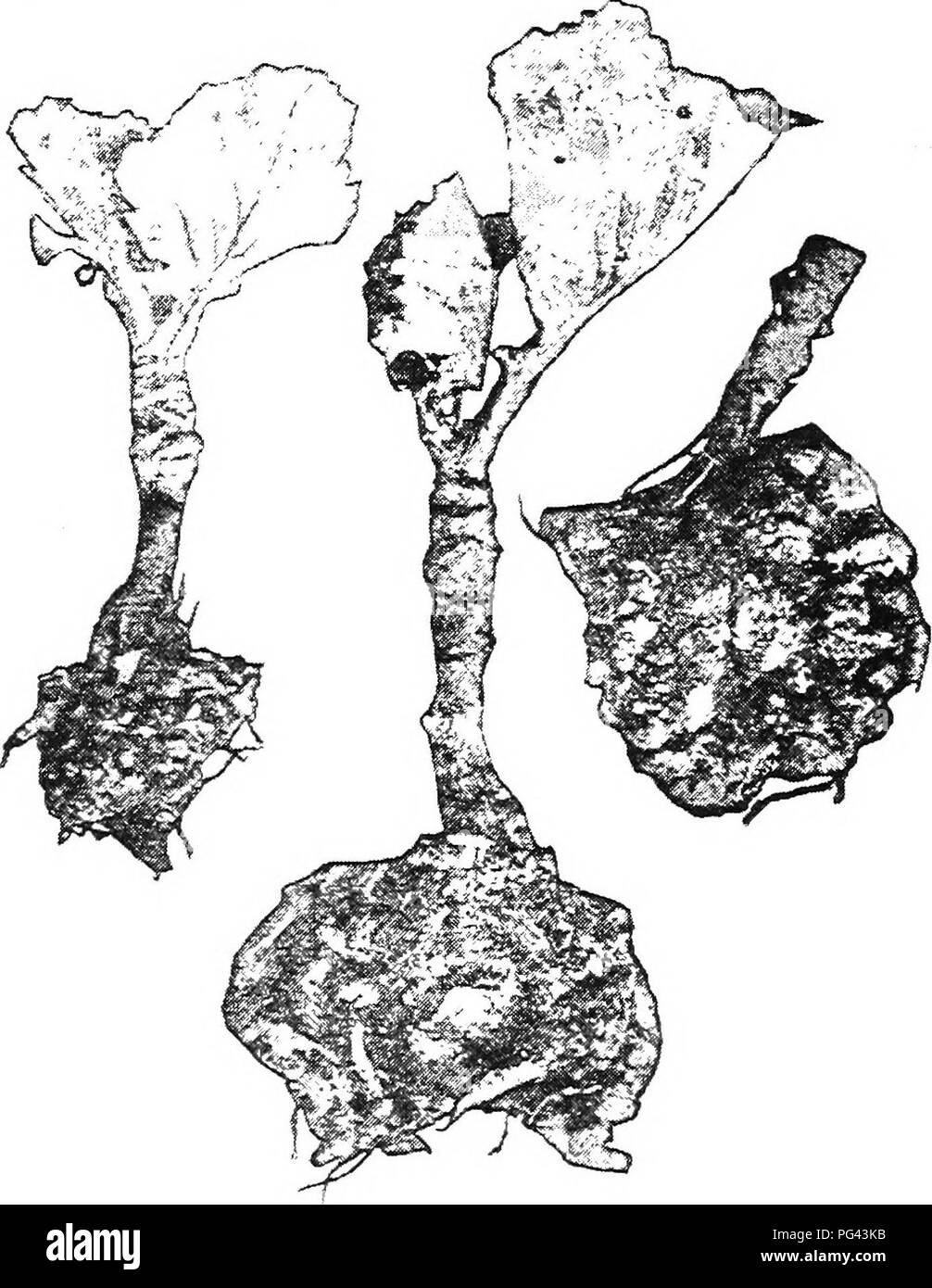 Cauliflower disease Black and White Stock Photos & Images - Alamy