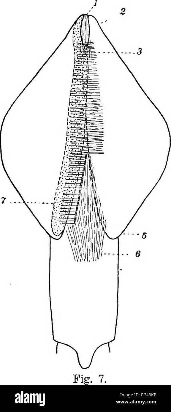 This illustration details the anatomy of the common squid, Loligo ...