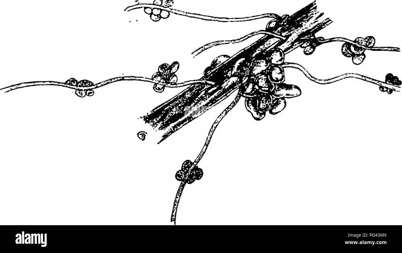 This handbook provides an overview of common plant diseases affecting ...