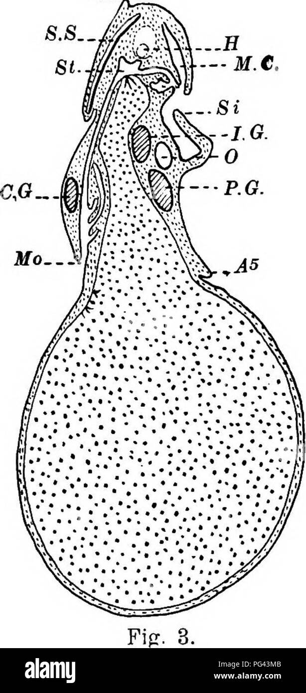 Work explores anatomy development Black and White Stock Photos & Images ...
