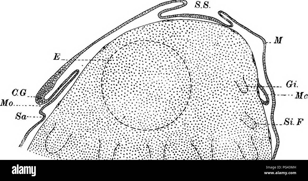 . The anatomy of the common squid, Loligo pealii, Lesueur. Squids ...