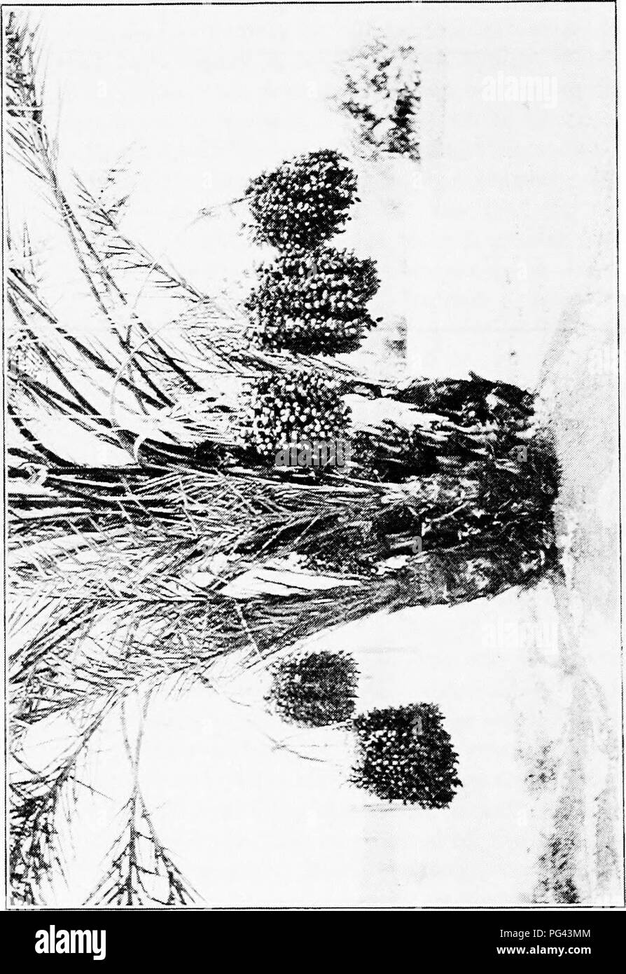 This study discusses the cultivation of date palms in both the Old and ...