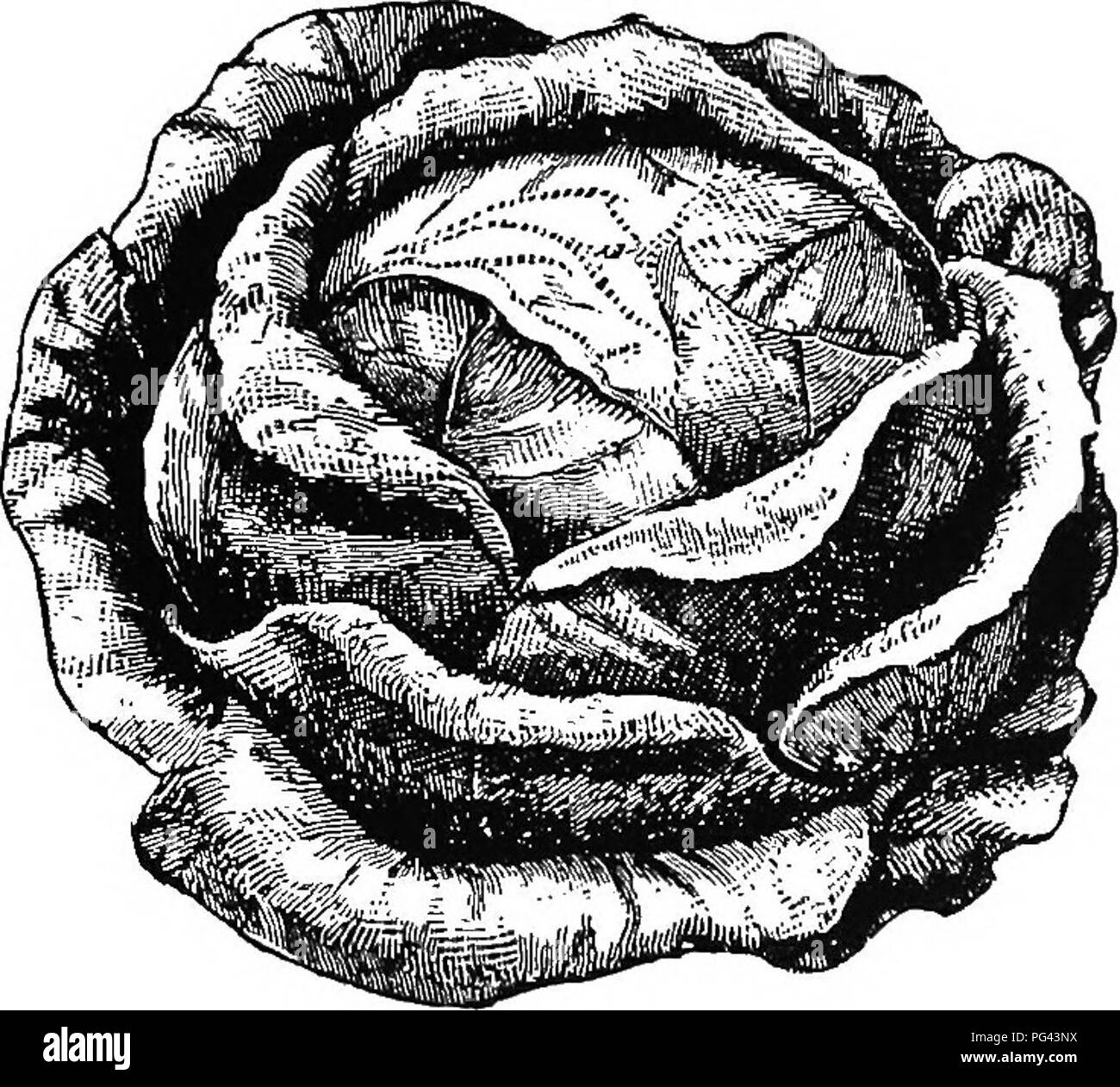 This guide to vegetable gardening covers the cultivation of cabbage and ...