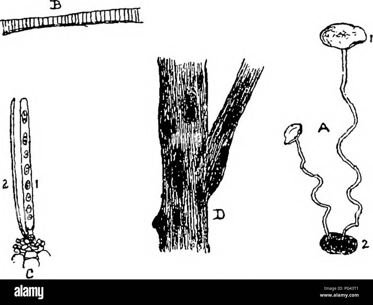 Infested crops hi-res stock photography and images - Alamy