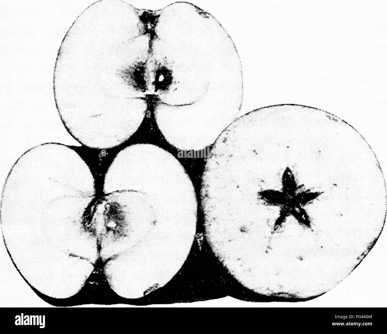 This publication details the growth cycle of apple trees, including the ...