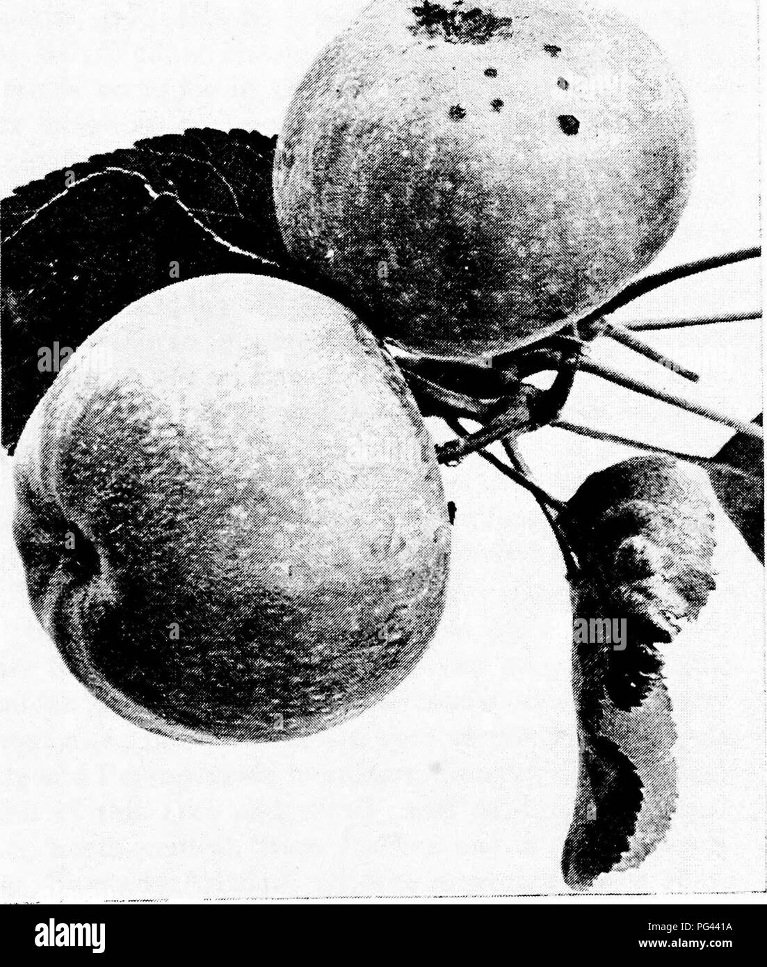 This image presents a detailed illustration of the apple tree, focusing ...