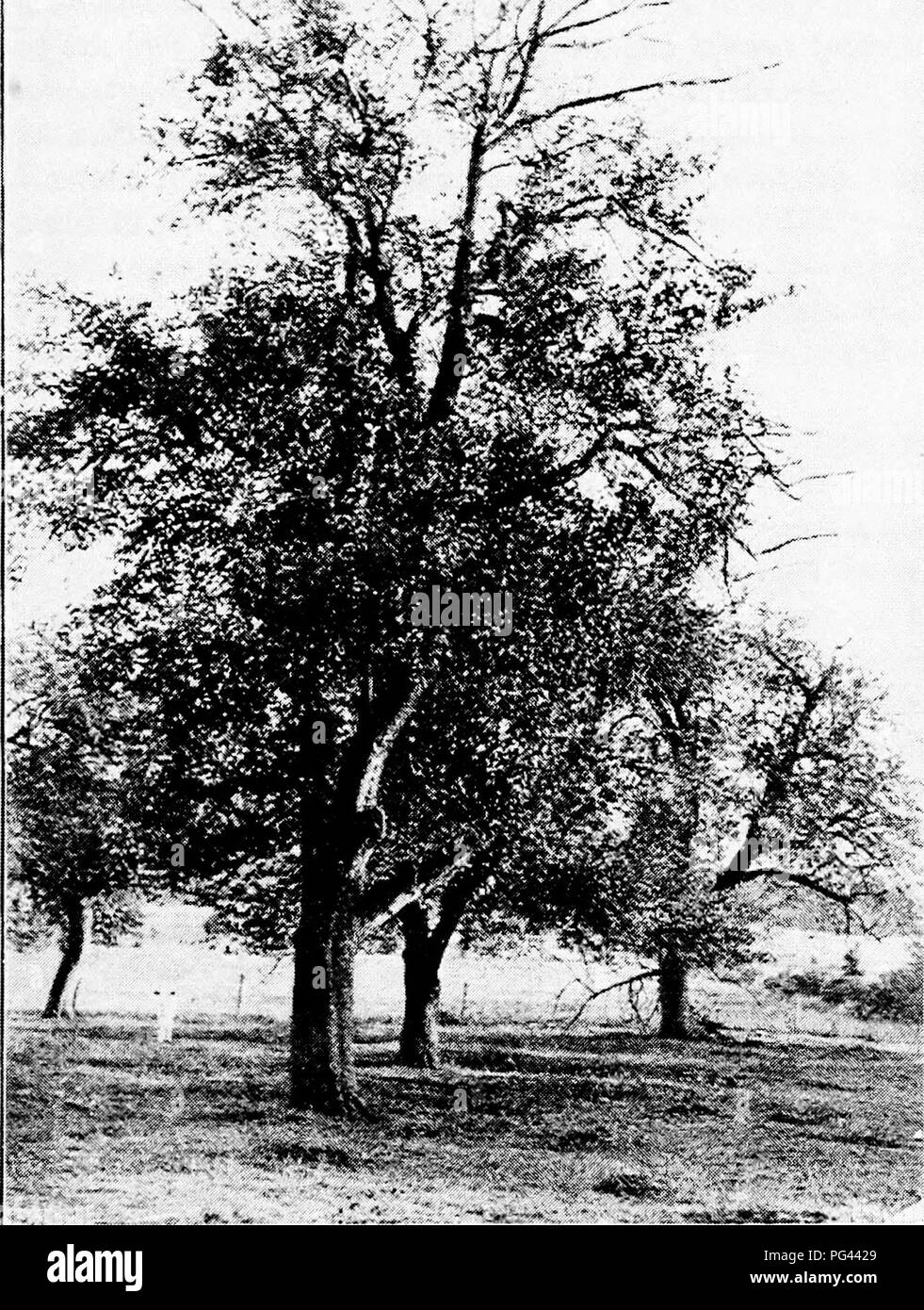 This book provides an in-depth look at apple trees and their role in ...