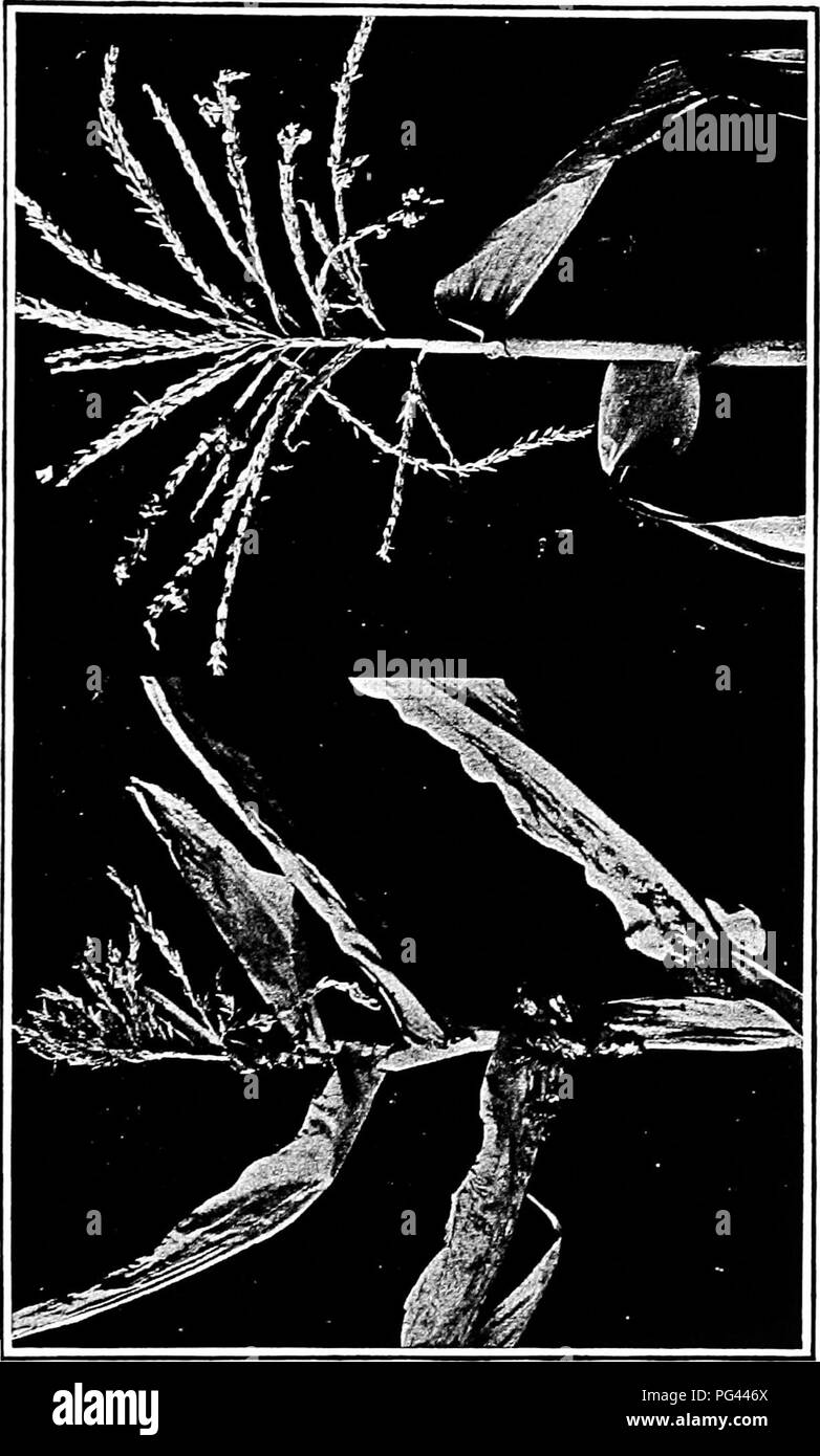 A comprehensive manual on the culture, market, and uses of maize in ...