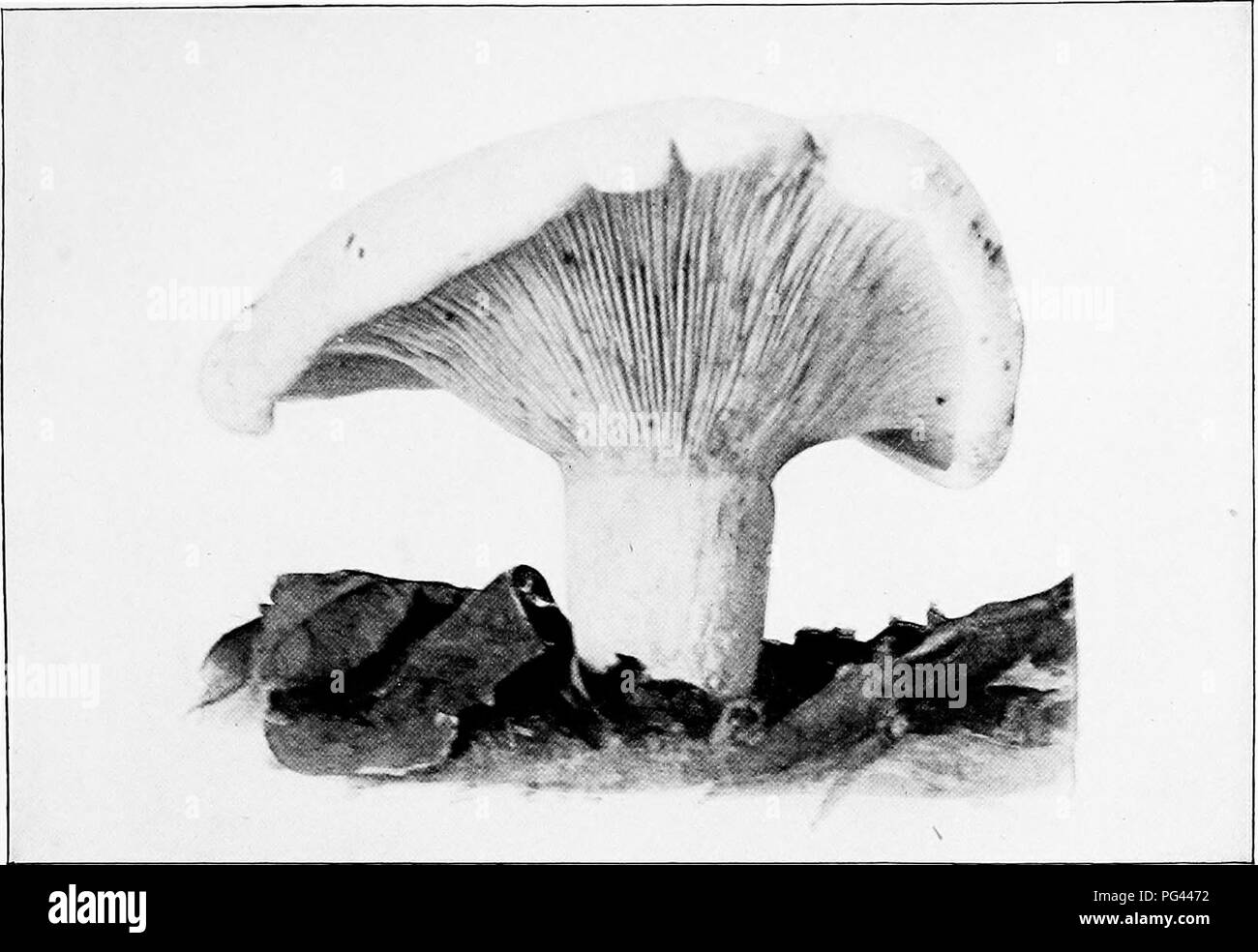 This guide provides an overview of common mushrooms, with a focus on ...