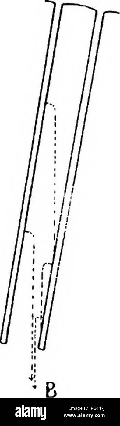 Sterigmata Black and White Stock Photos & Images - Alamy