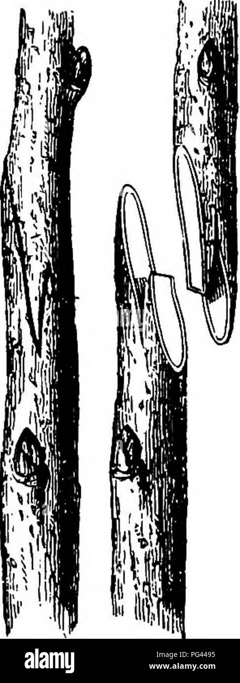 Methods Of Grafting High Resolution Stock Photography and Images - Alamy