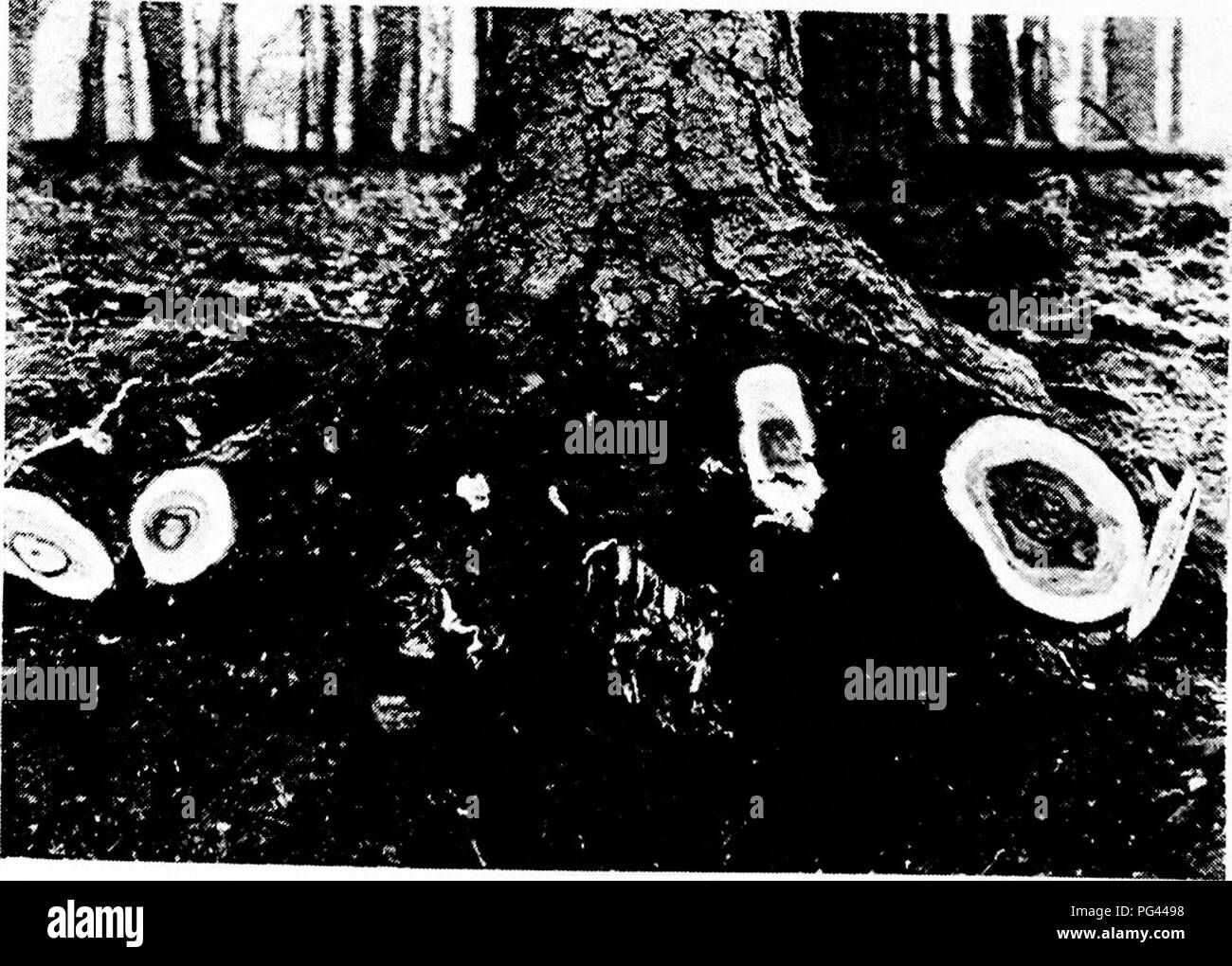 Common root rot Black and White Stock Photos & Images - Alamy