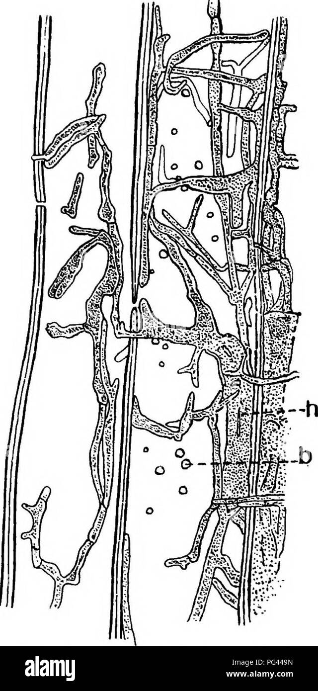 Dark hyphae hi-res stock photography and images - Alamy