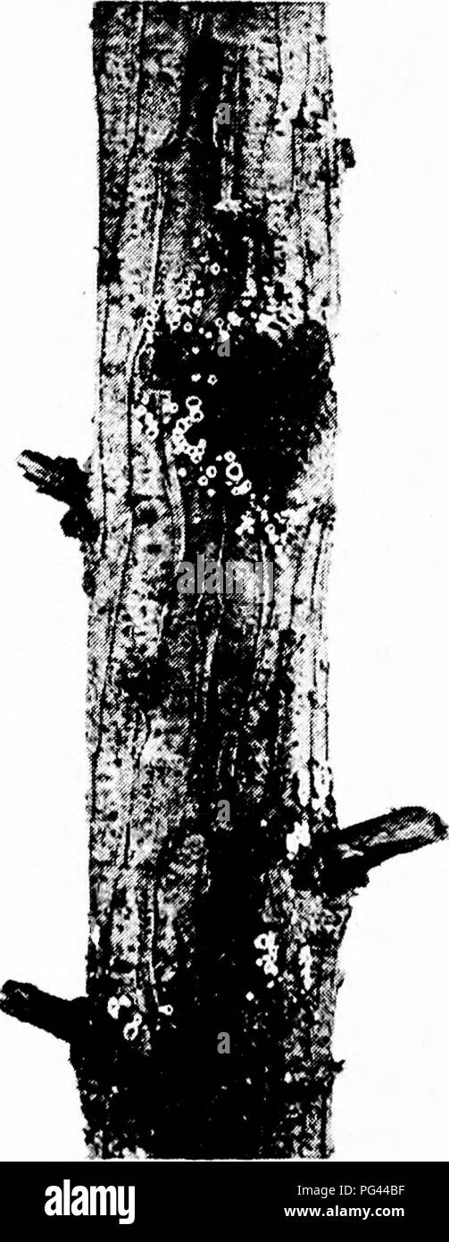 . The fungal diseases of the common larch . Larches. Fig. 27.—Canker ...