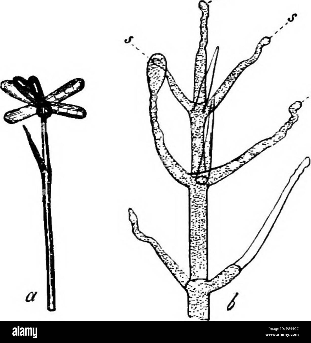 This book discusses the comparative morphology and biological functions ...