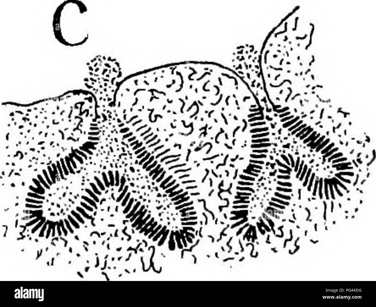 This image depicts the fungal disease affecting common larch trees ...