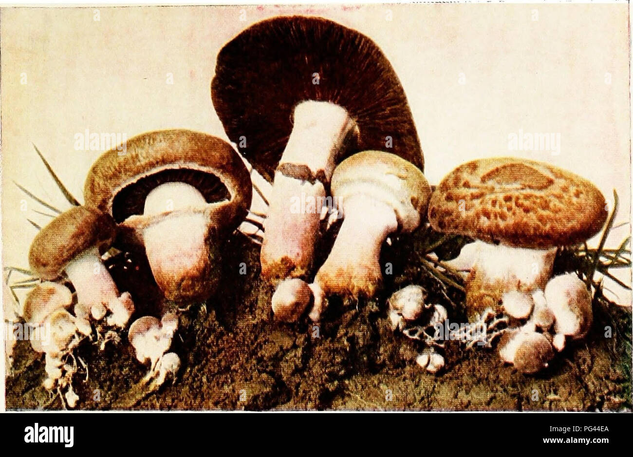 Educed hi-res stock photography and images - Alamy