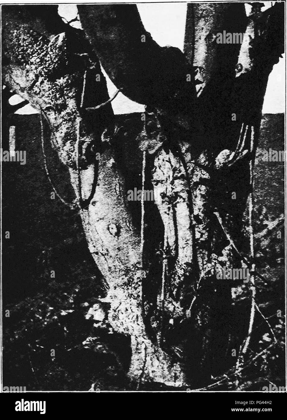 An illustration showing stem tumors on an apple tree, part of a study ...