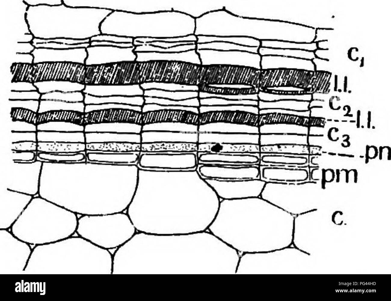 Cork formation Black and White Stock Photos & Images - Alamy