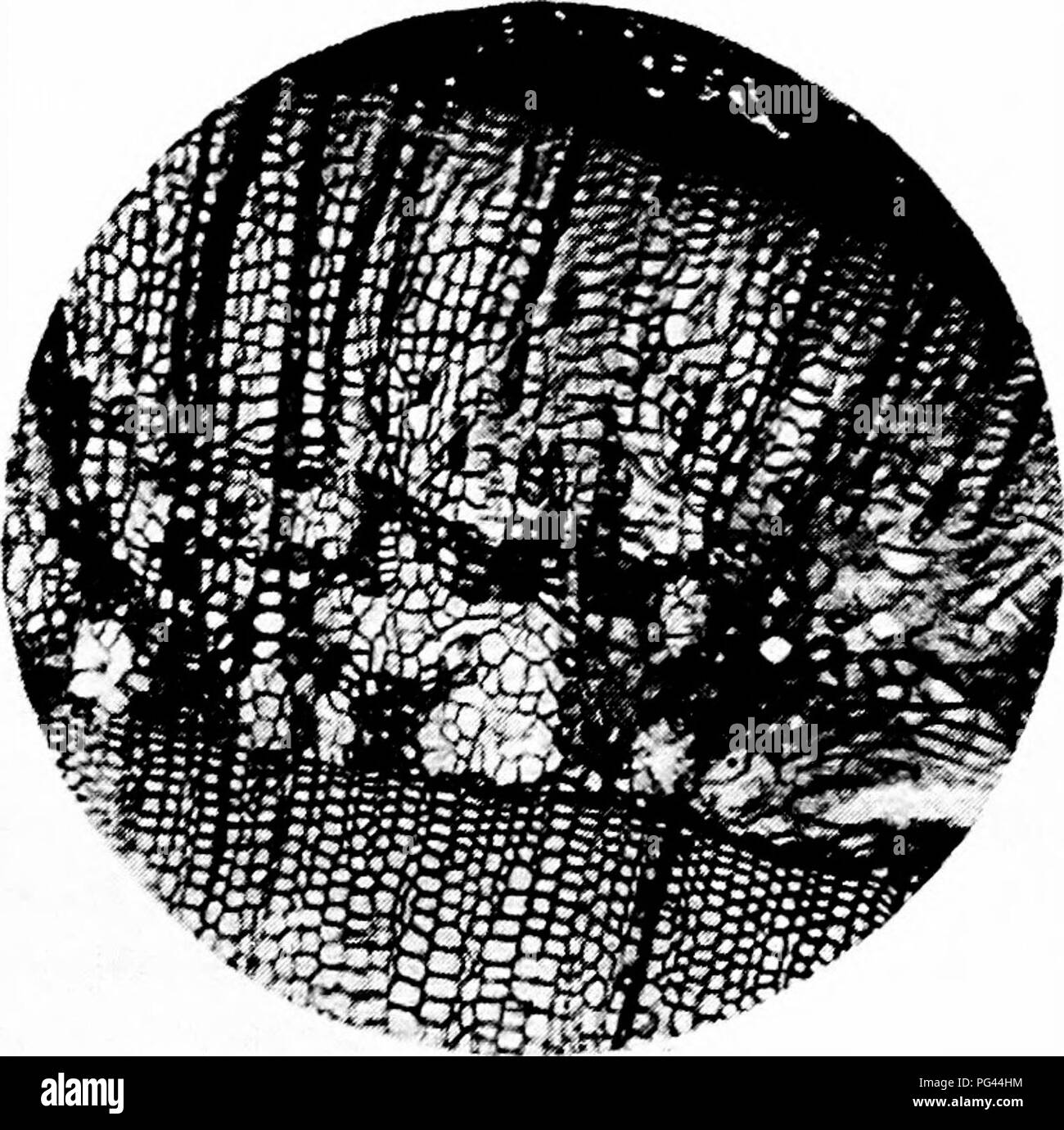 Transverse section stem Black and White Stock Photos & Images - Alamy