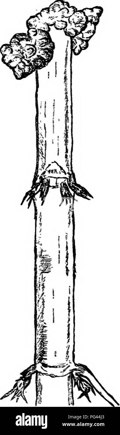 Plant callus Black and White Stock Photos & Images - Alamy