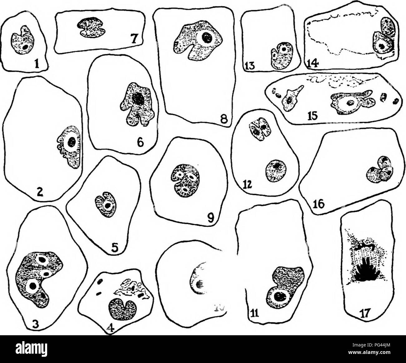 Mitosis plant cell division hi-res stock photography and images - Alamy