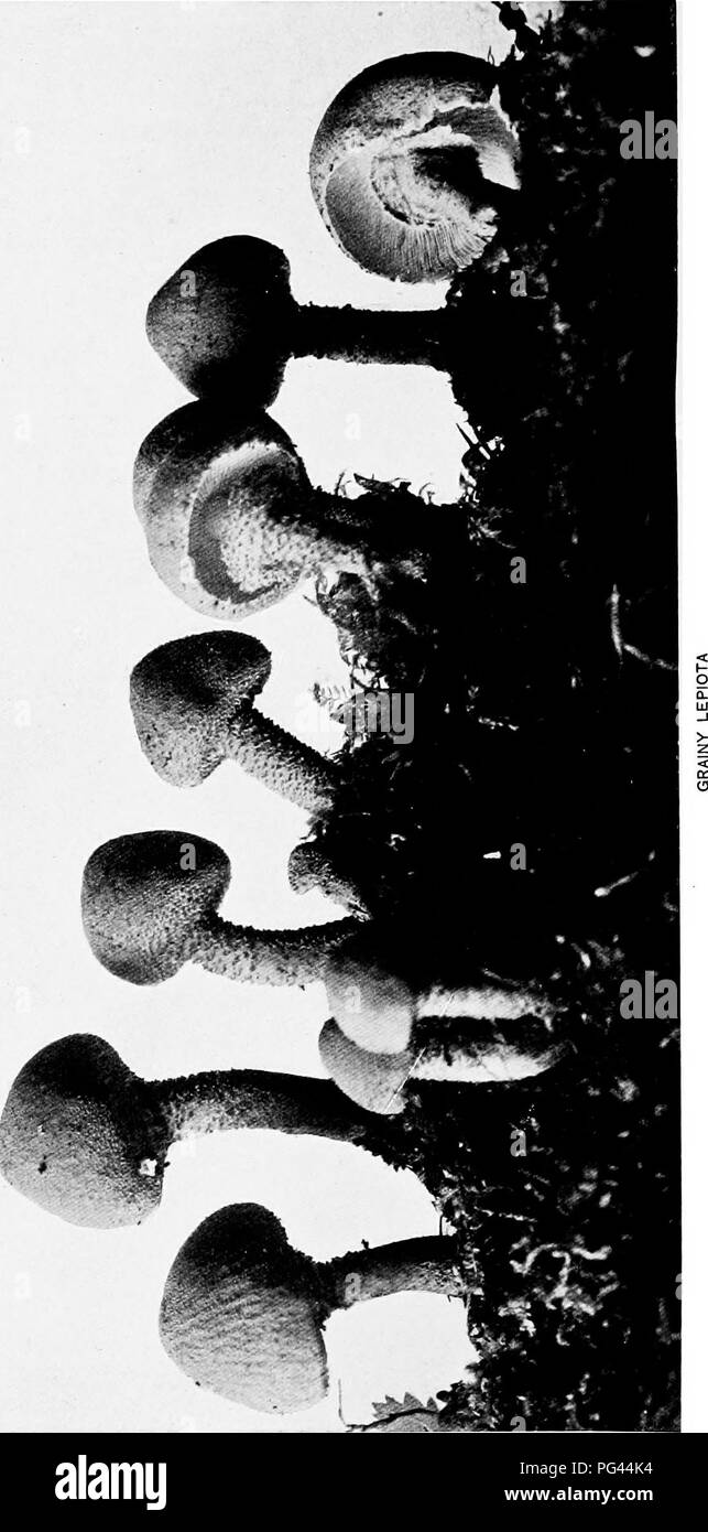 A guide to identifying and studying common fungi, with a focus on ...