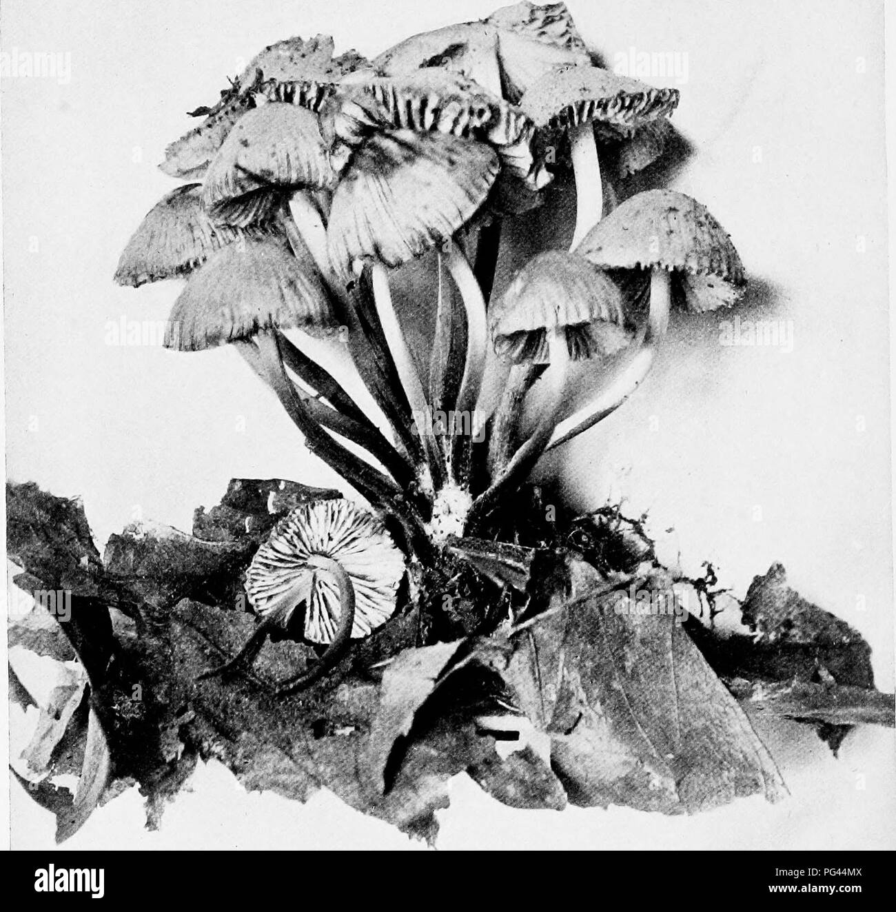 Hairy mushroom Black and White Stock Photos & Images - Alamy