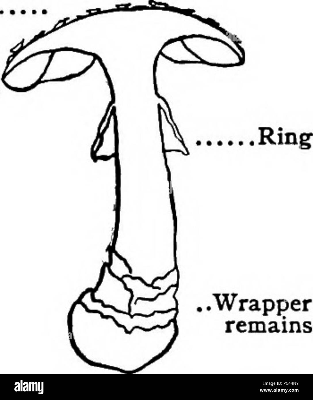 Swollen Base High Resolution Stock Photography and Images - Alamy