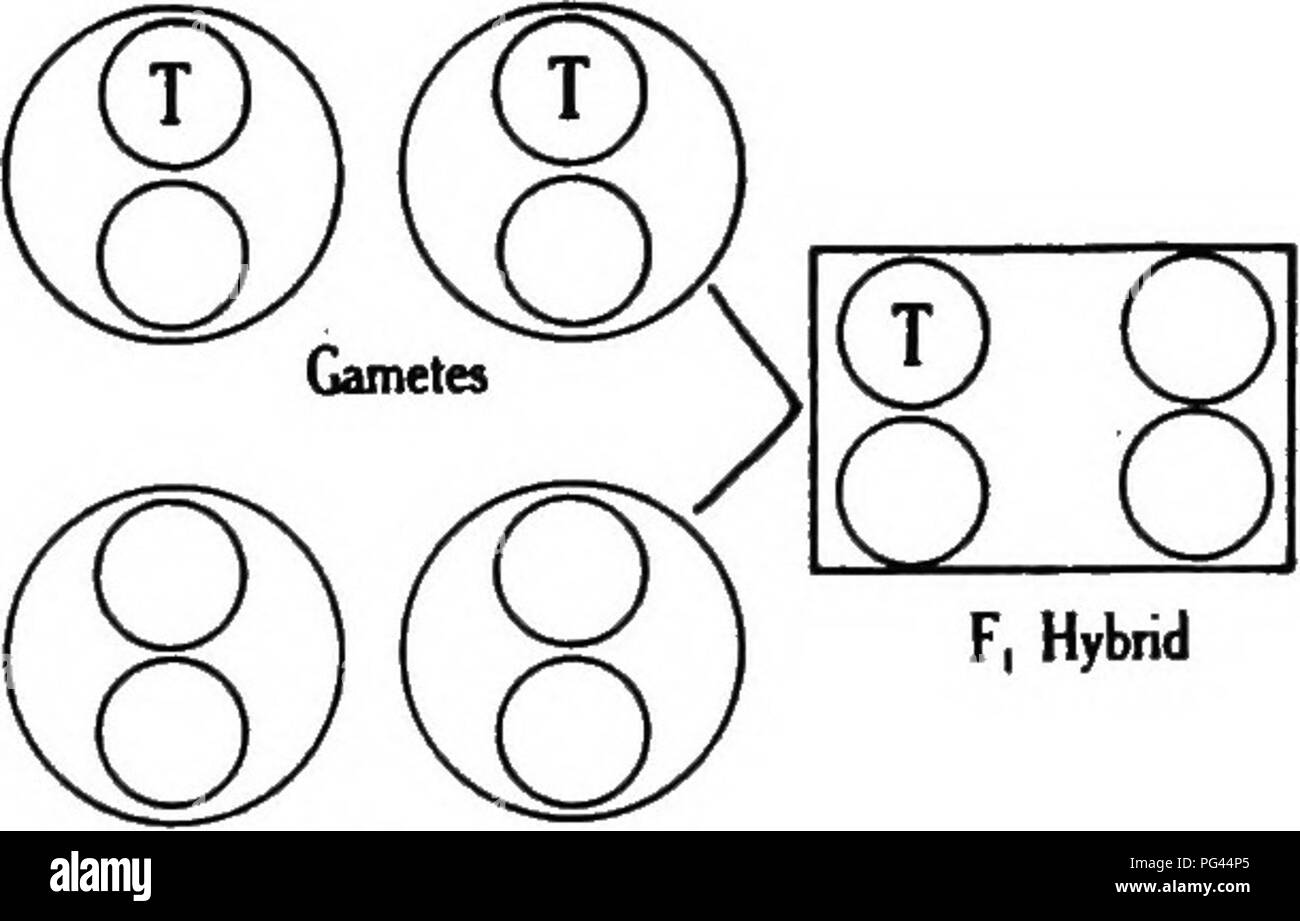 This work discusses plant genetics, focusing on Mendel’s law of ...