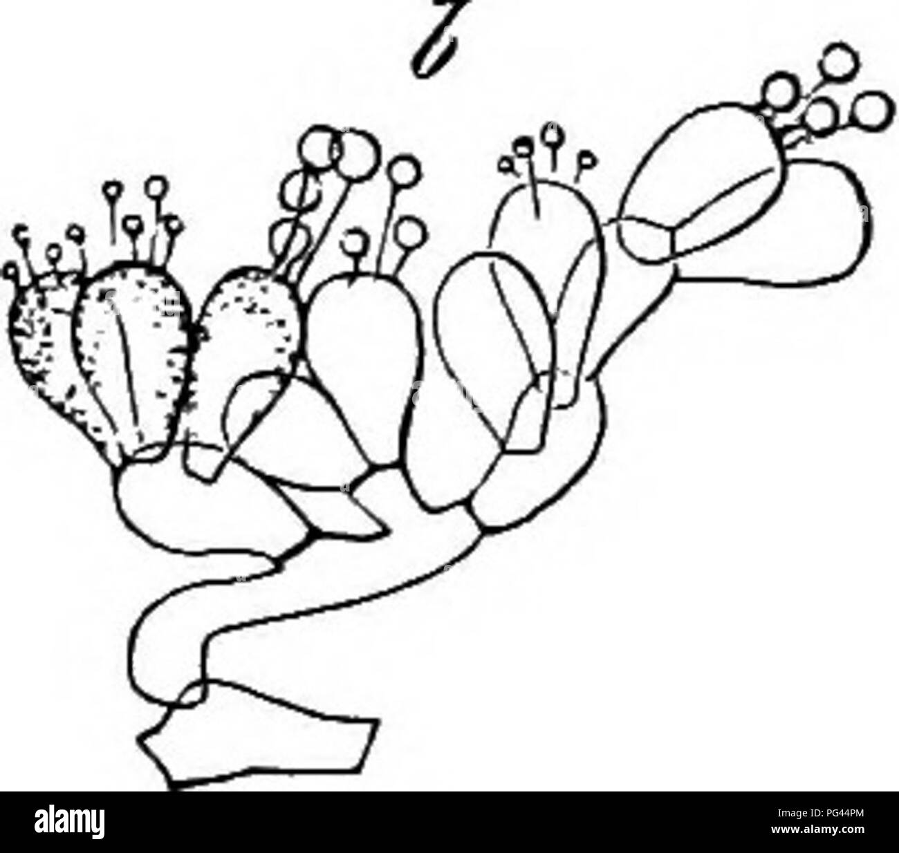. Comparative morphology and biology of the fungi, mycetozoa and ...