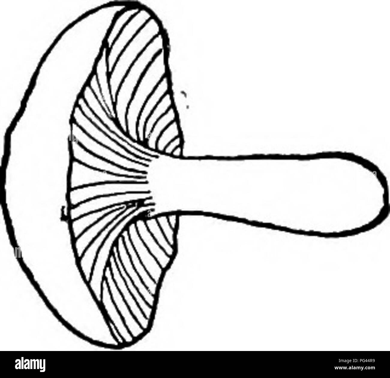 This guide to mushrooms focuses on identifying common fungi, with a ...