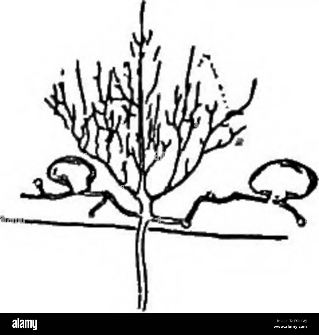 Edible wild vegetables Black and White Stock Photos & Images - Alamy