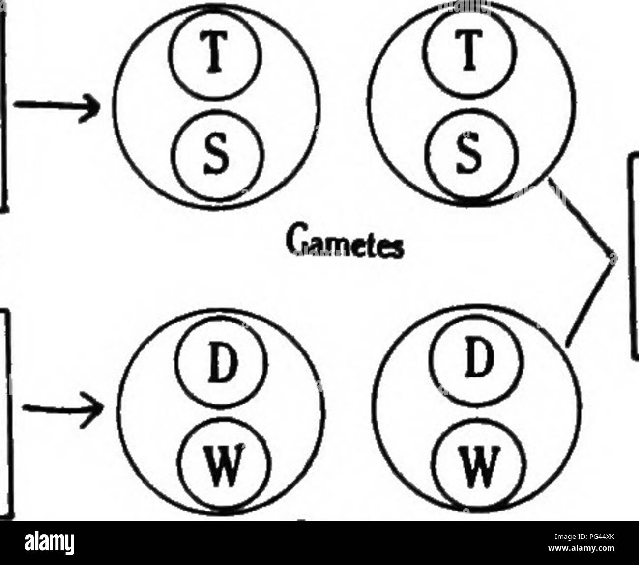 This work discusses plant genetics, focusing on heredity, Mendel’s laws ...