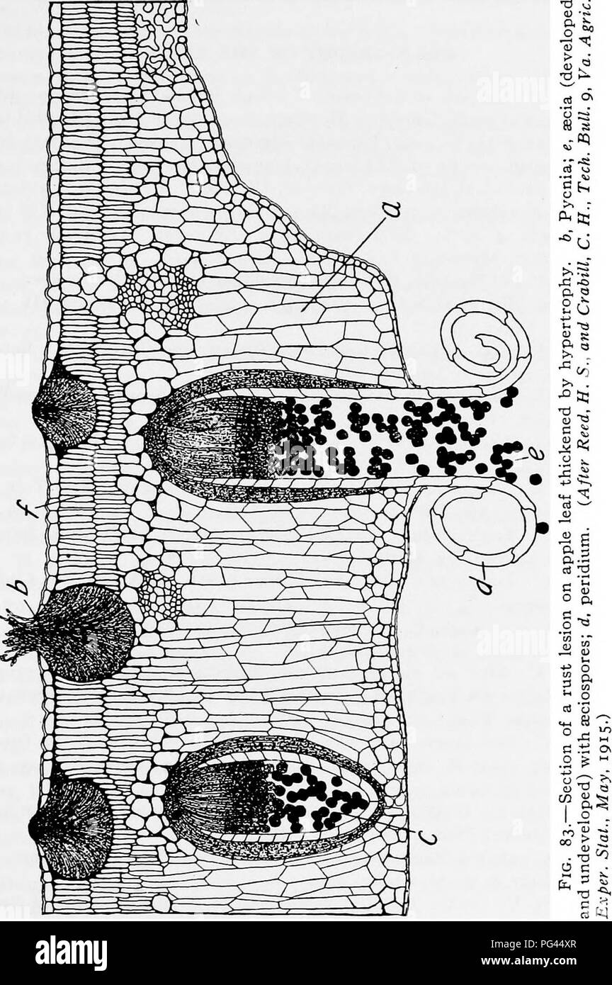 Basidium hi-res stock photography and images - Alamy