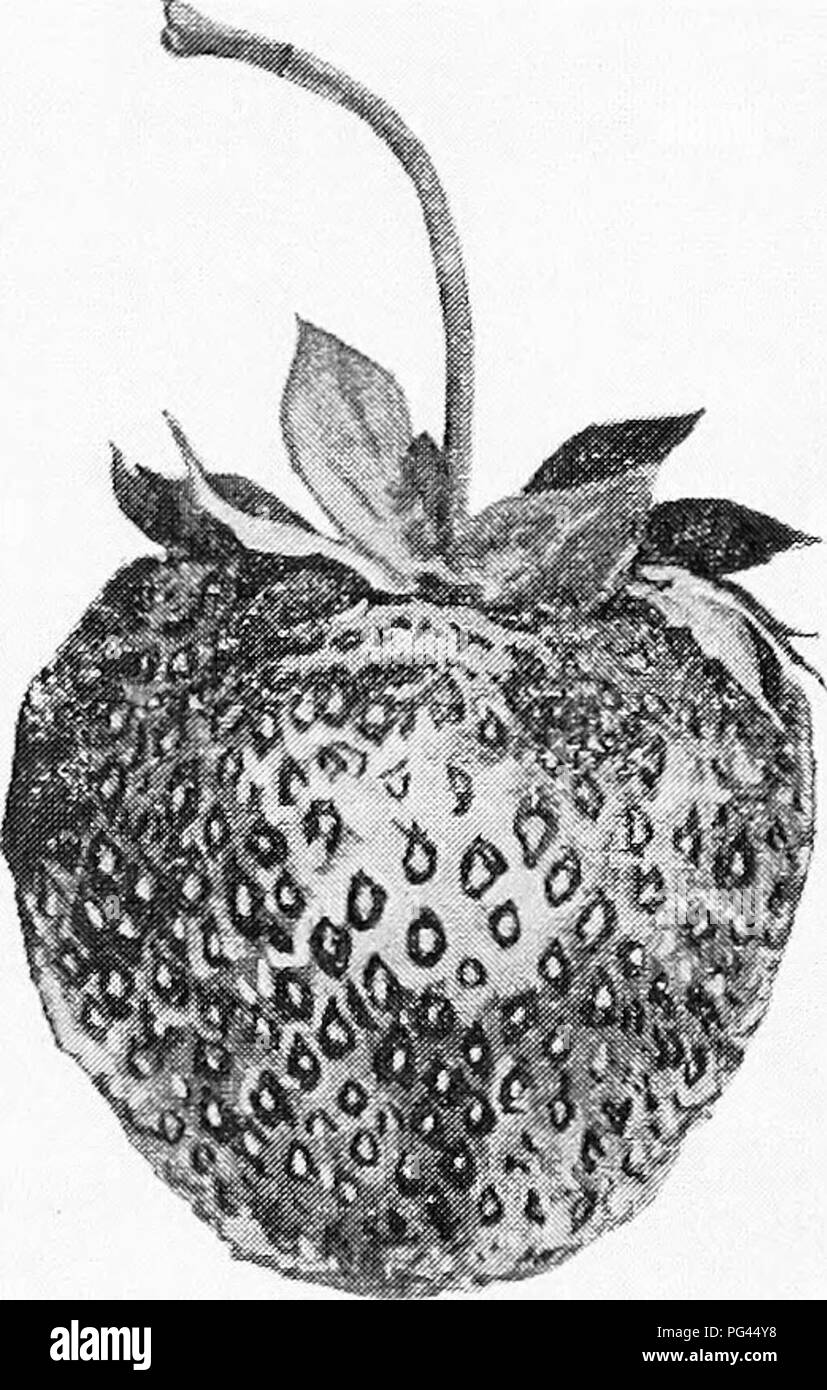 The No. 24 Makshall variety is a vigorous grower known for its large ...