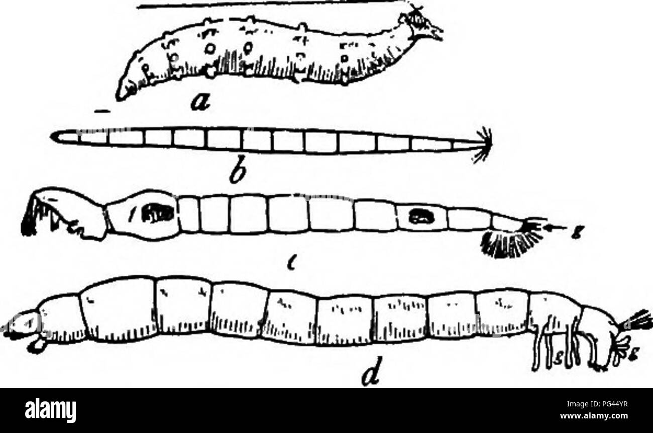 Diptera larva Black and White Stock Photos & Images - Alamy