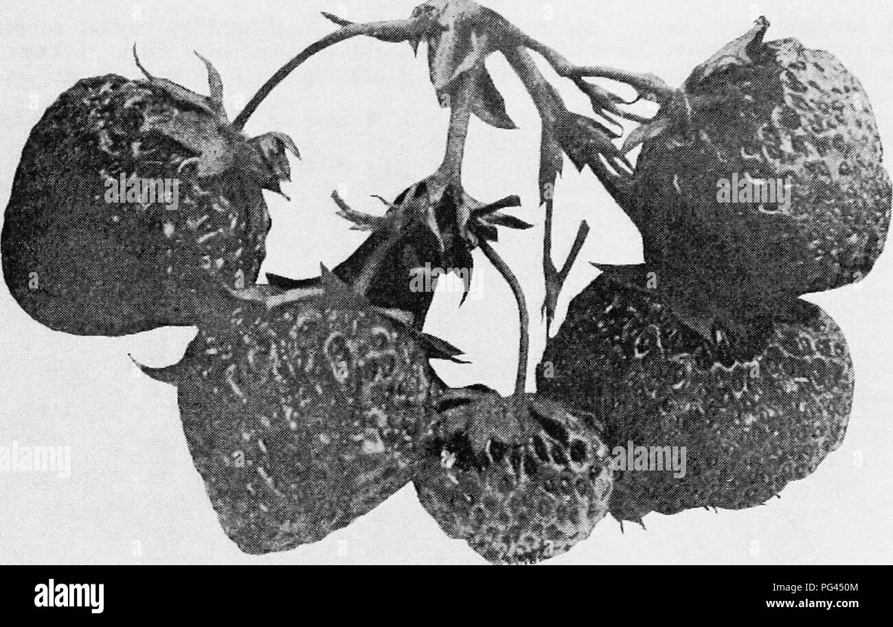Vermilion 1905 hi-res stock photography and images - Alamy