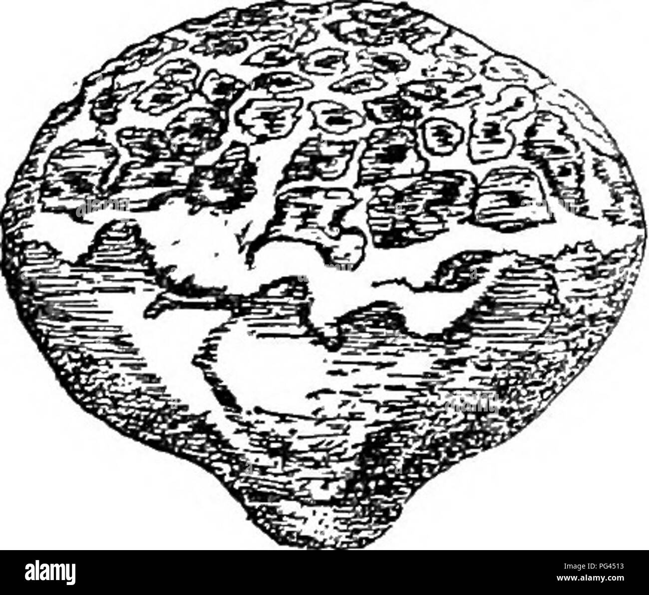 This guidebook provides identification and study techniques for common ...