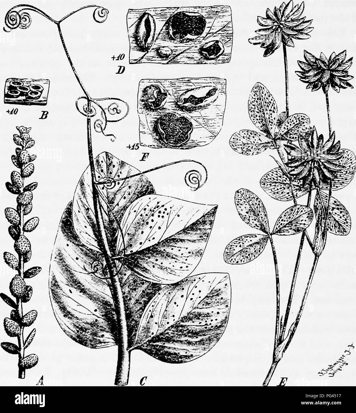 This textbook on mycology and plant pathology discusses the role of ...