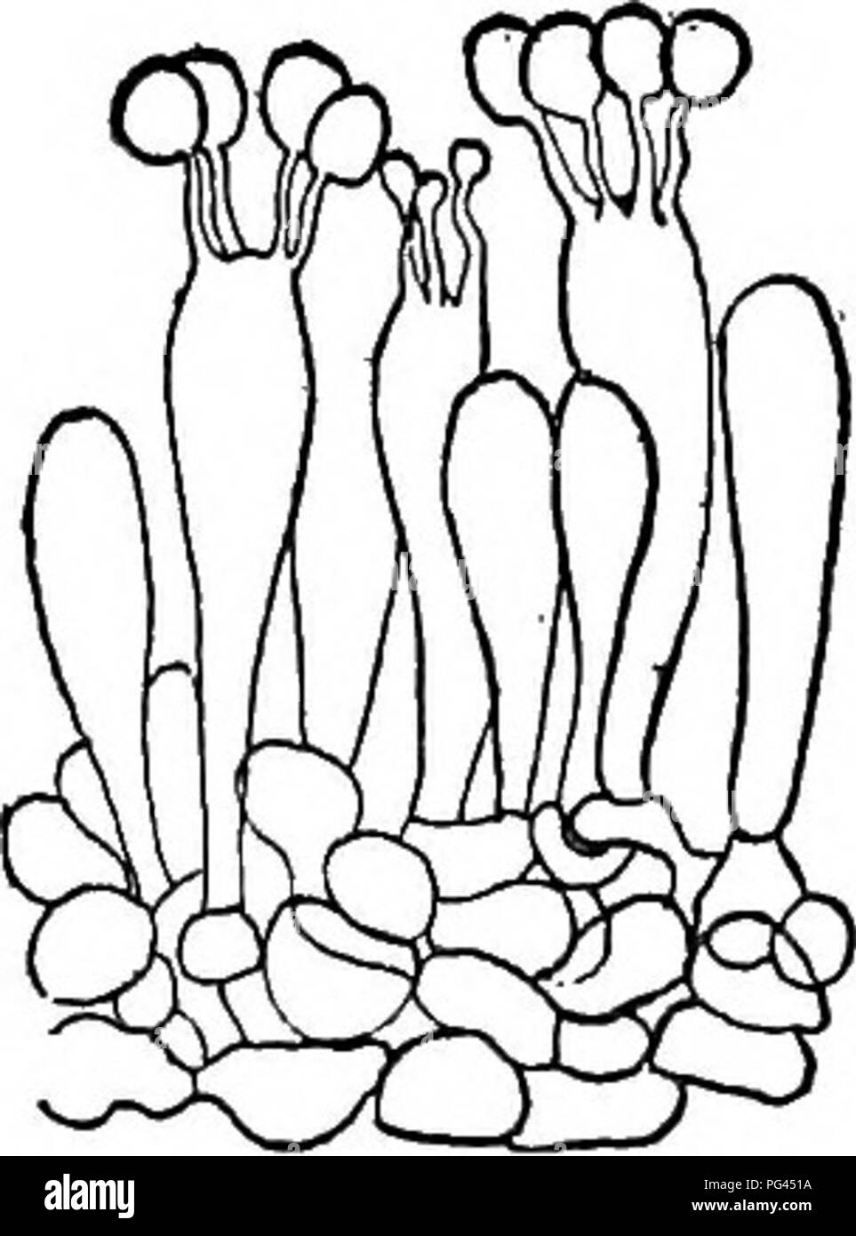 Gourmet fungi Black and White Stock Photos & Images - Alamy