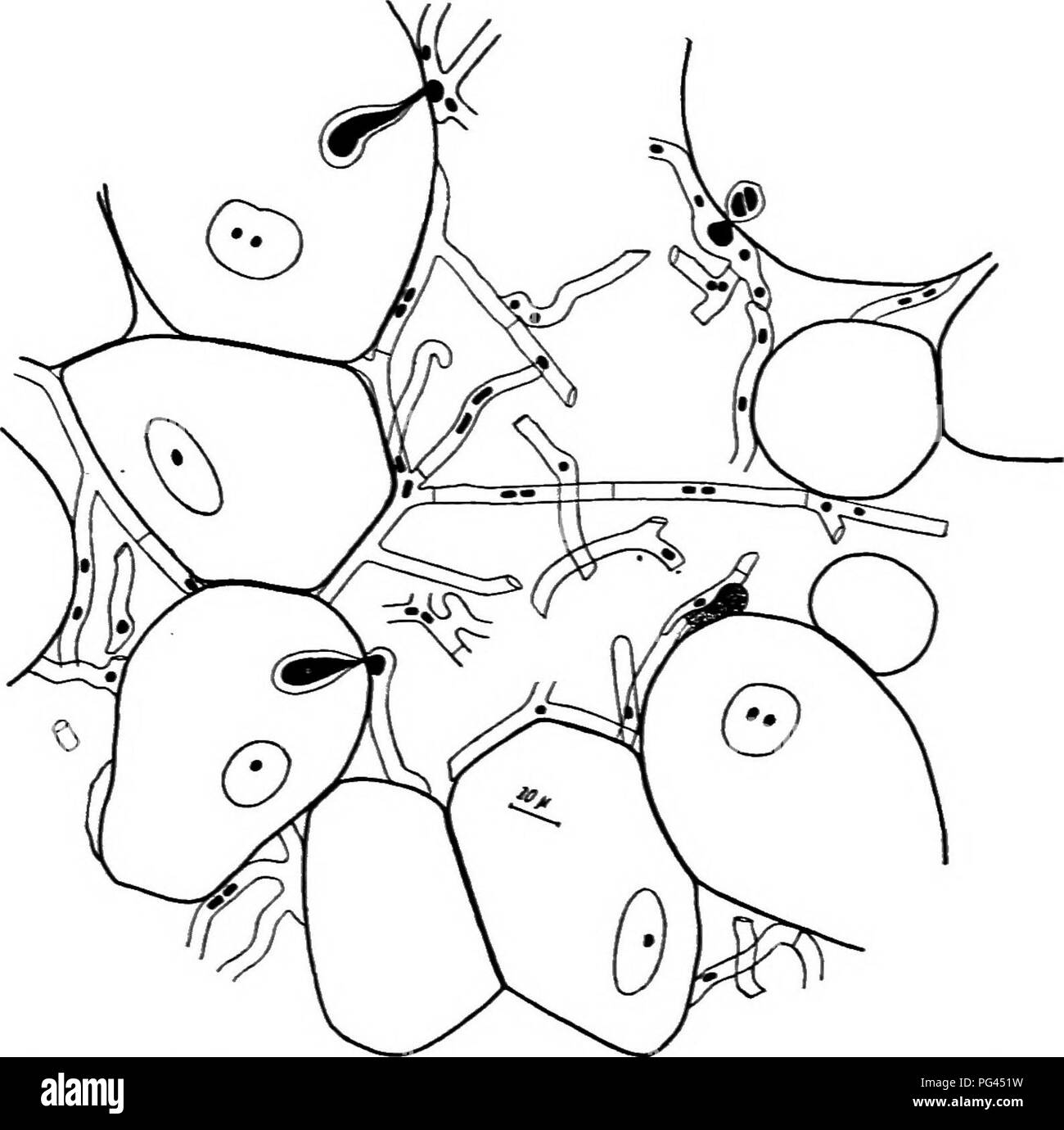 This text focuses on the study of rust fungi and their impact on ...