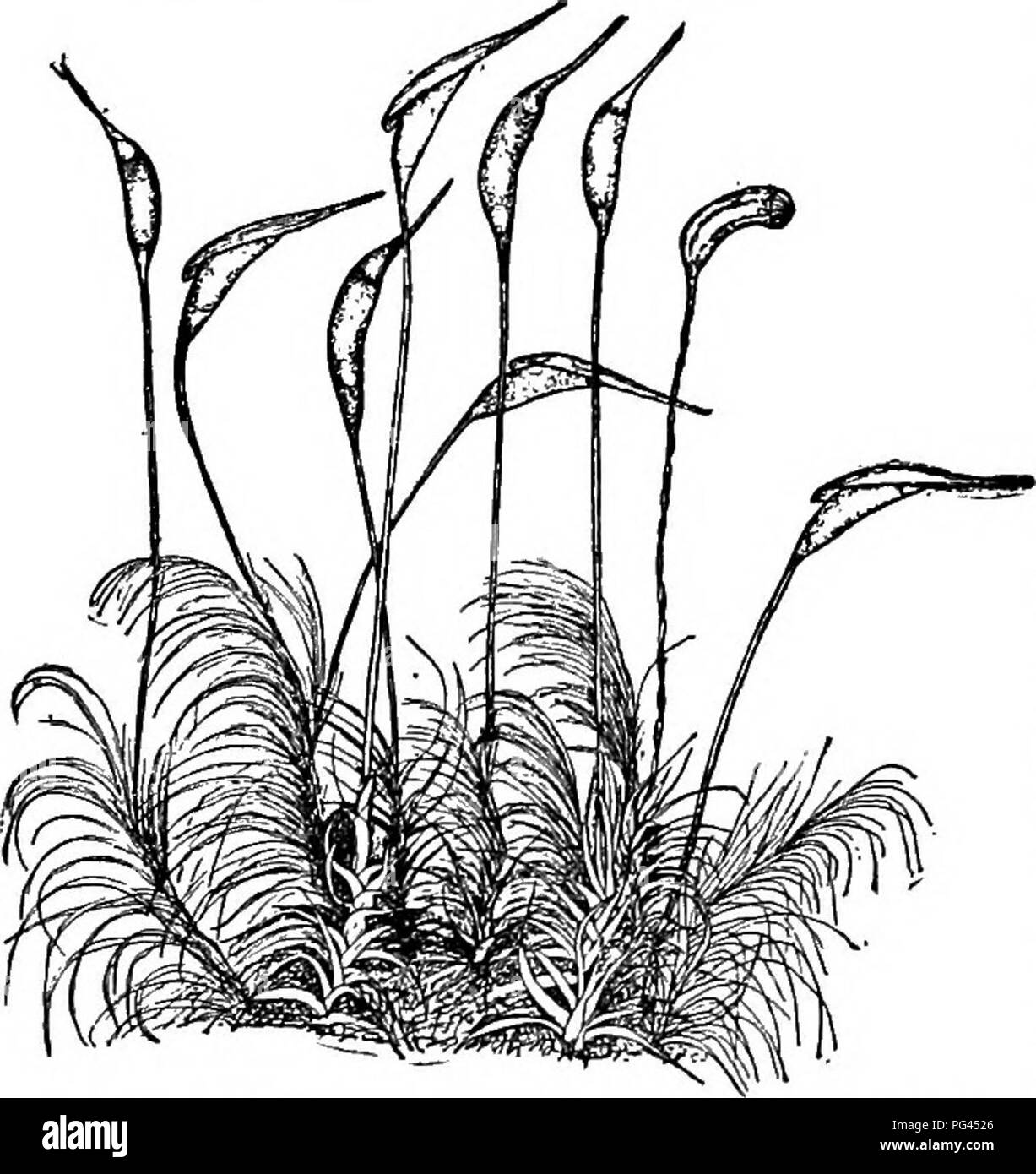 This image comes from a guide focused on the identification and study ...