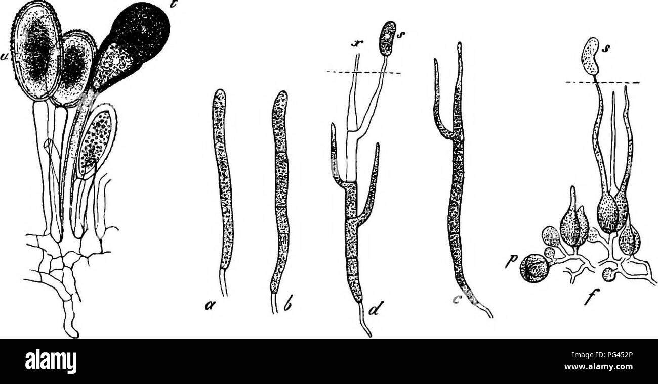This text discusses the general morphology of fungi, including the ...