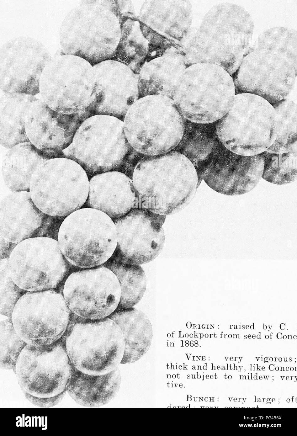 Niagara grape Black and White Stock Photos & Images - Alamy