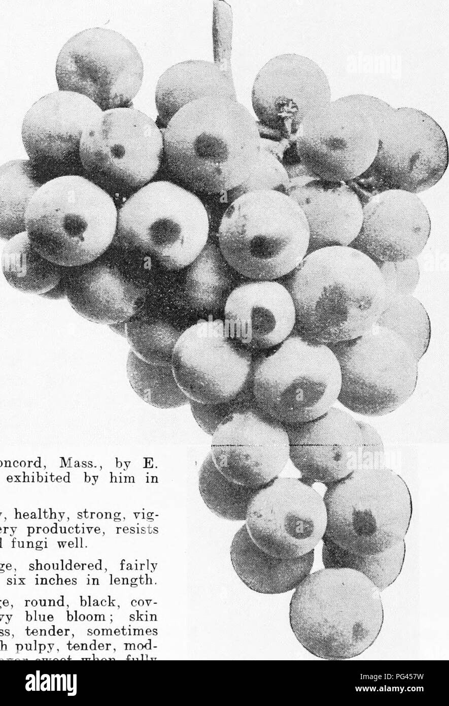 The Concord grape, a principal outdoor variety cultivated in Ontario ...
