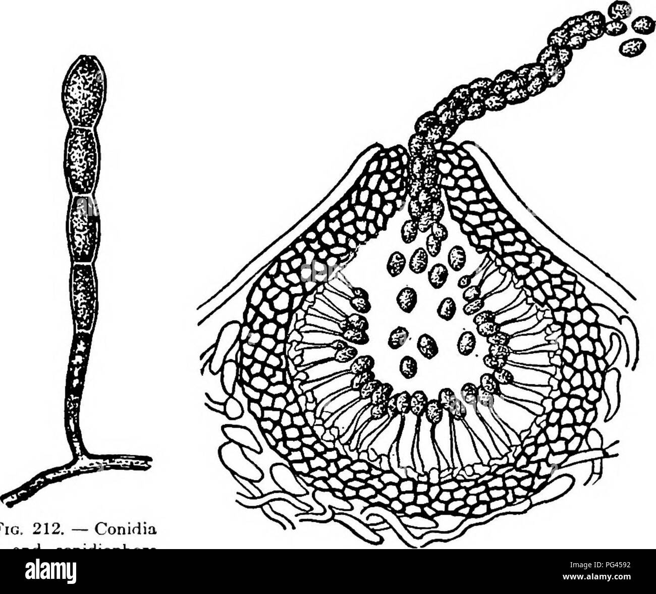 This text addresses various plant diseases, focusing on the mode of ...
