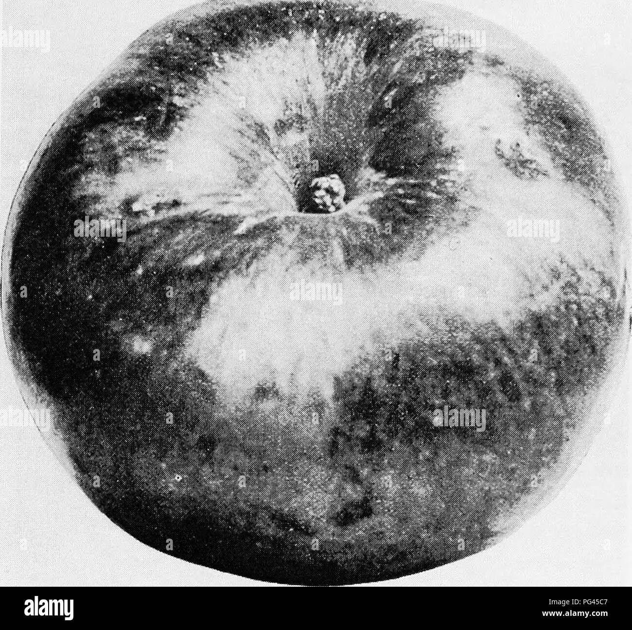 This work focuses on fruit cultivation in Ontario, providing detailed ...